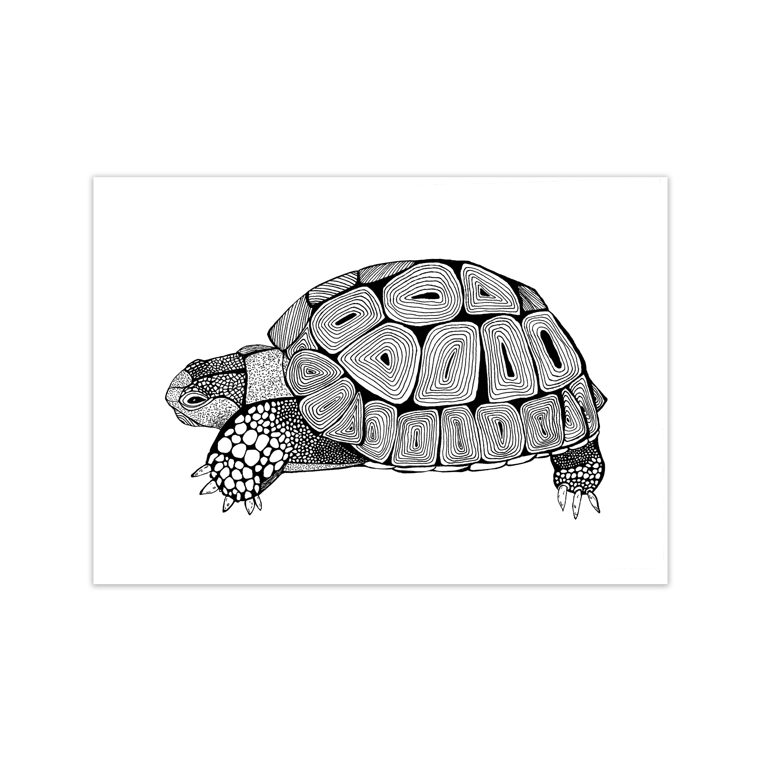 Tortoise Art Print by Carissa Tanton