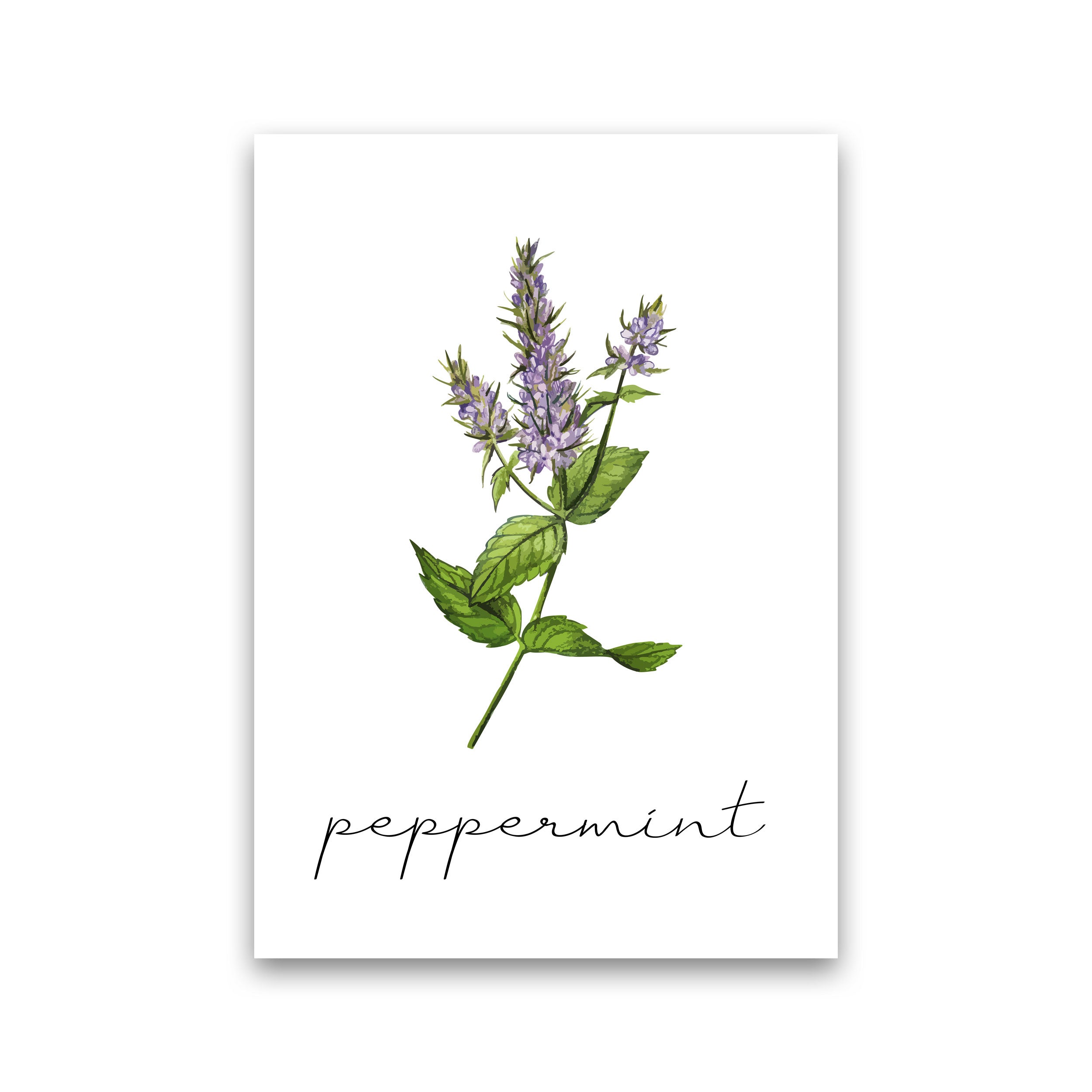 peppermint Art Print by Seven Trees Design