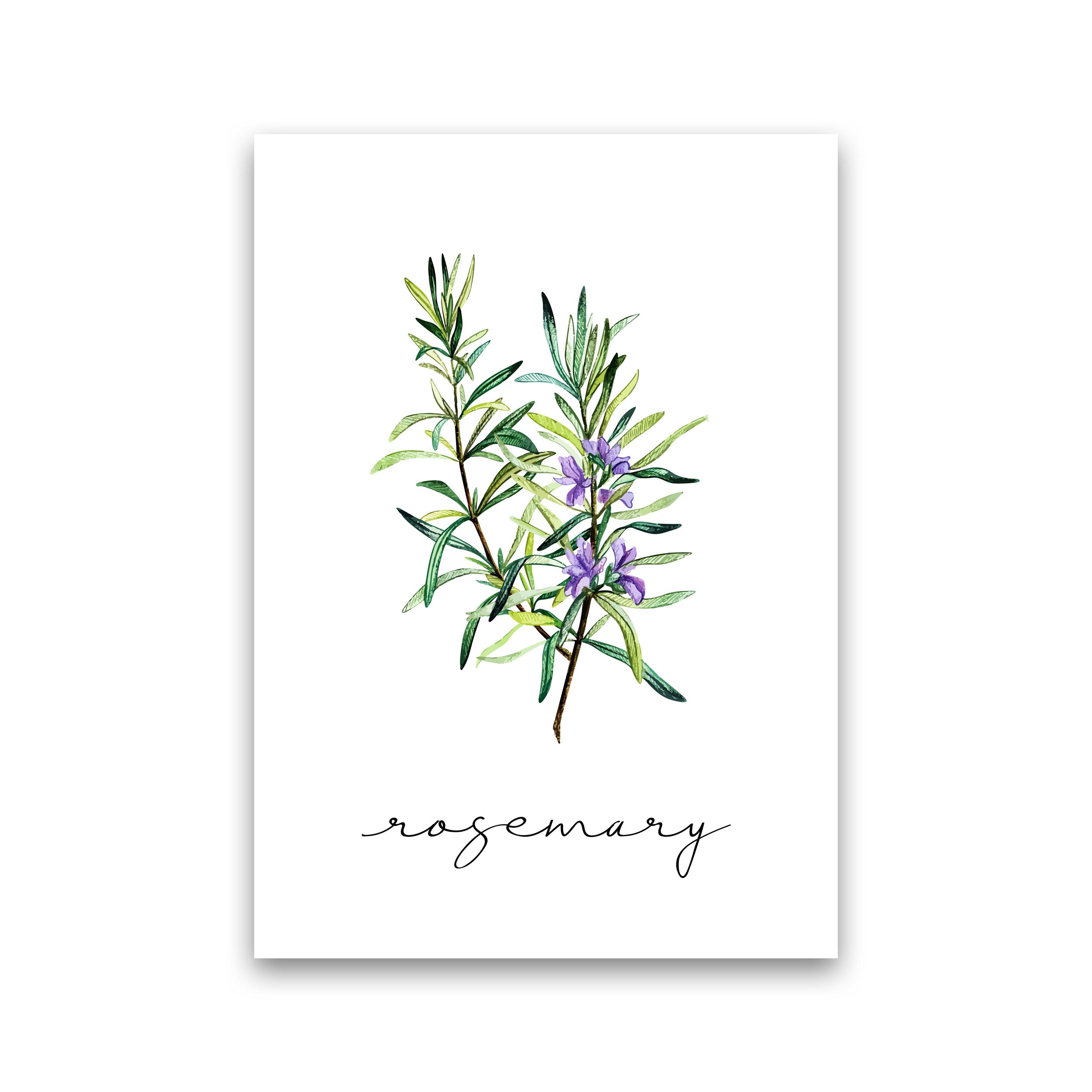 Rosemary Art Print by Seven Trees Design